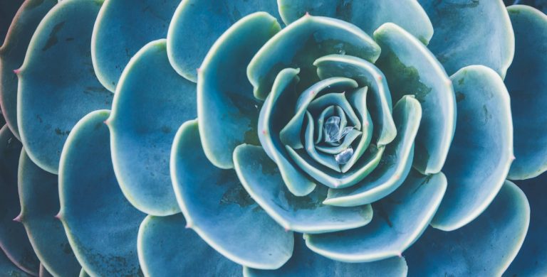 La Biomimesis: la naturaleza como fuente de inspiración | Vitbot